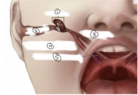Eustachian Tube Anatomy