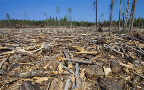 The 10 Countries With The Most Annual Tree Cover Loss