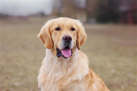 Do Hunting Dogs Make Good Pets