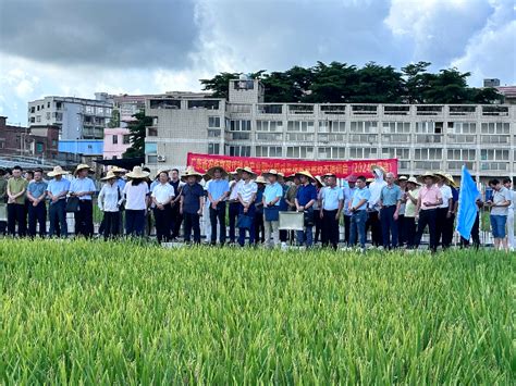 水稻所举办2024年早造水稻成果现场观摩会暨技术培训会广东省农业科学院