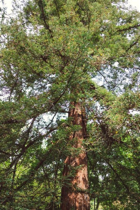 Giant Pine Tree With Beautiful Foliage Shot From Below Stock Image