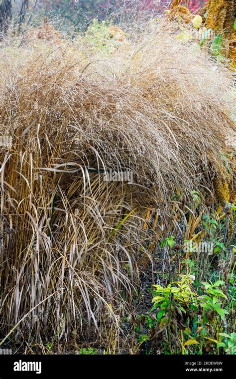 Autumn Panic Grass Panicum Virgatum Rehbraun Hardy Perennial