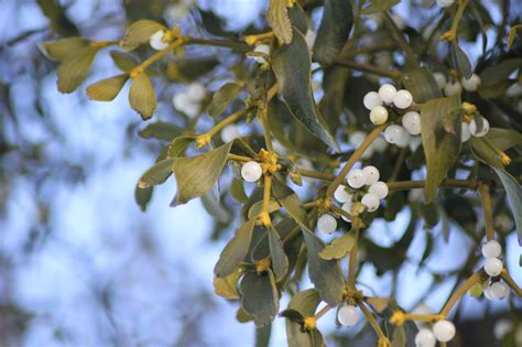 Mistletoe Plantlife
