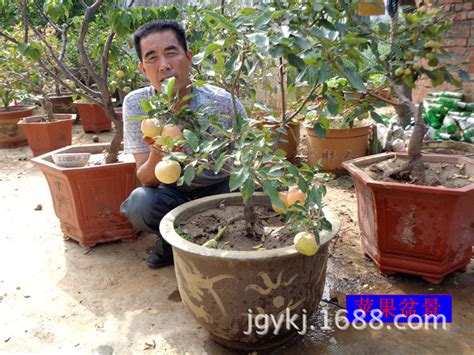 苹果树造型图片盆栽苹果树造型图片大山谷图库