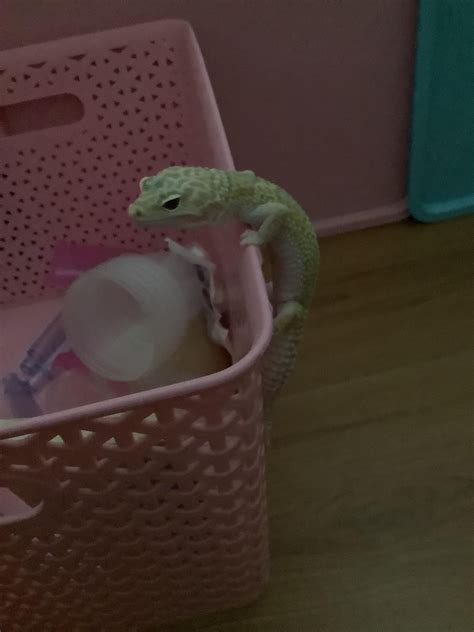 Shes Angy Rleopardgeckos