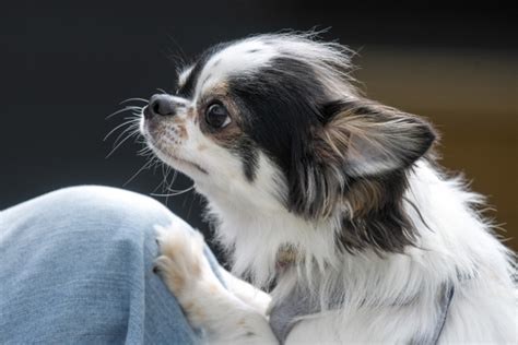 犬の腸閉塞イレウスを解説症状原因治療予防を知る アニホック動物病院グループ