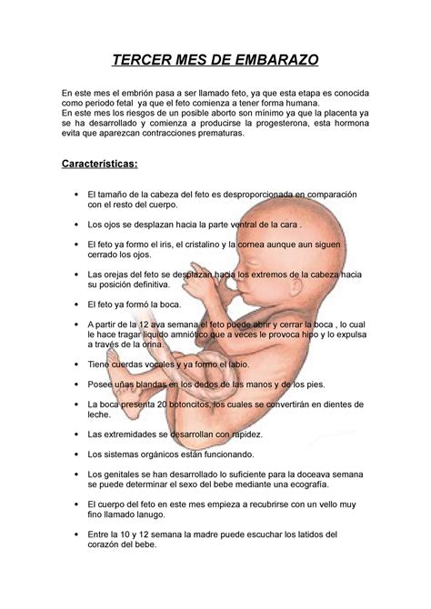 Tercer Mes De Embarazo Tercer Mes De Embarazo En Este Mes El Embrión