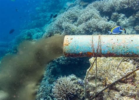 Coral Triangle Conservation Fund On Linkedin Wildlife Conservation