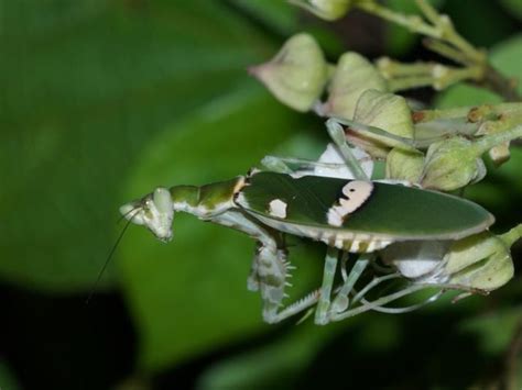 Los Insectos Más Extraños Del Mundo Periódico El Sol Colombia