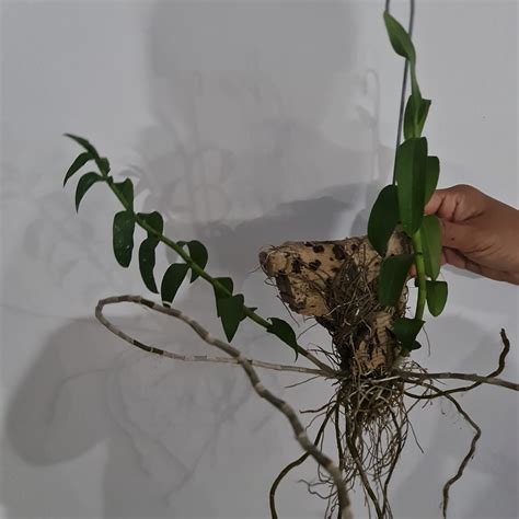 Orchid Dynasty Dendrobium Anosmum Alba Fragrant The Orchid Patio