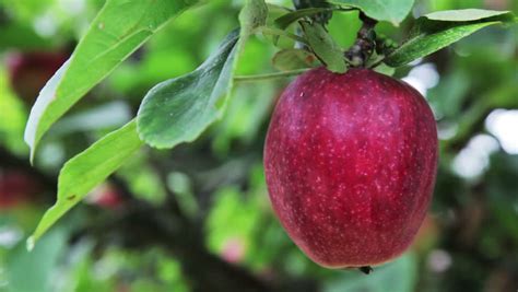 Deep Red Apple On Tree Close Up Stock Footage Video 5178374 Shutterstock