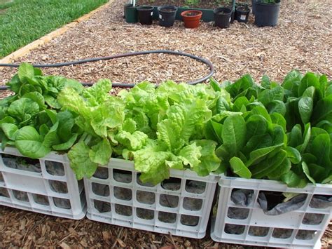 67 Best Milk Crate Gardening Images On Pinterest Vegetable Garden