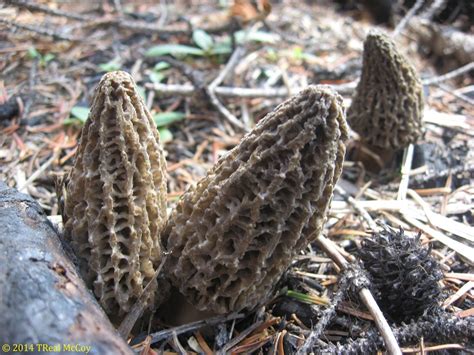 Blonde And Grey Morels ~ Dried Blond And Gray Morel Mushrooms For Sale
