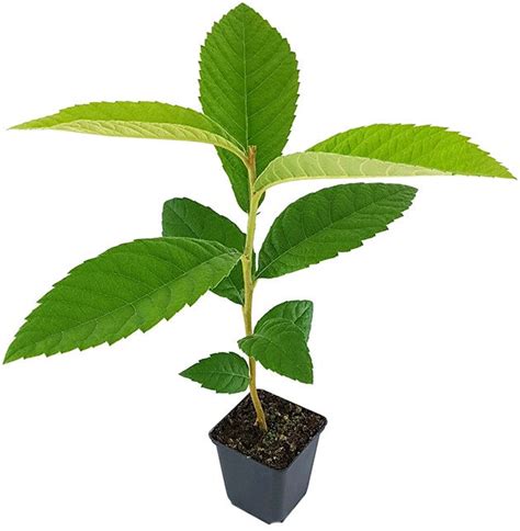 Eriobotrya Japonica Japanische Wollmispel Fangblatt Gmbh