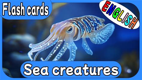 英語で海の生き物フラッシュカードKids Flashcards Sea creatures in English 0歳から3歳向け知育