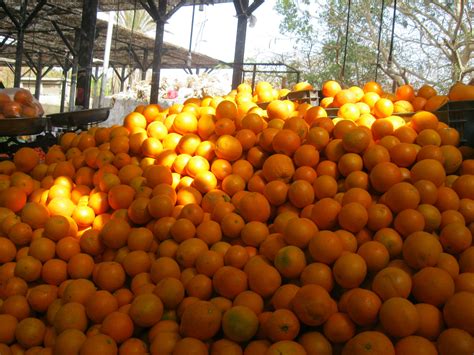 Фрукты египта по месяцам 42 фото красивые картинки и обои на рабочий стол