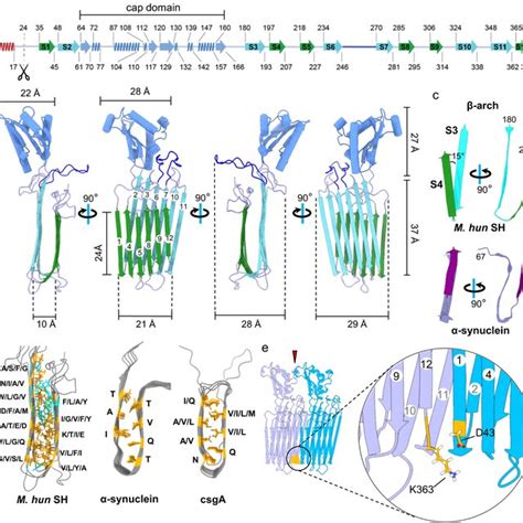 Amyloid Properties Of Sh Monomer A B Structure Of The Sh Monomer