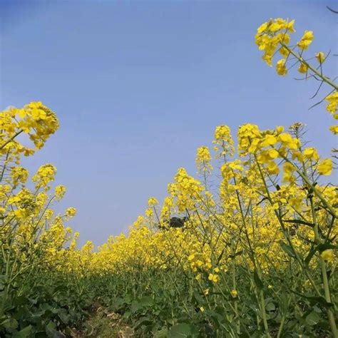 惊艳了自贡绝美花海已为你盛开走打卡去 梨花 良辰美景 油菜花