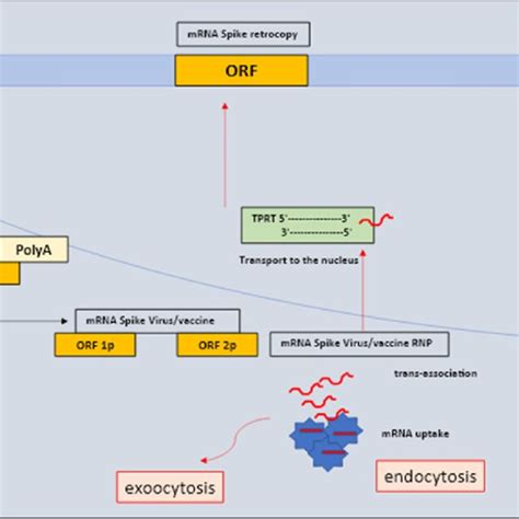 C protein membrane insertion A Representative Δπ curves for C protein Download Scientific
