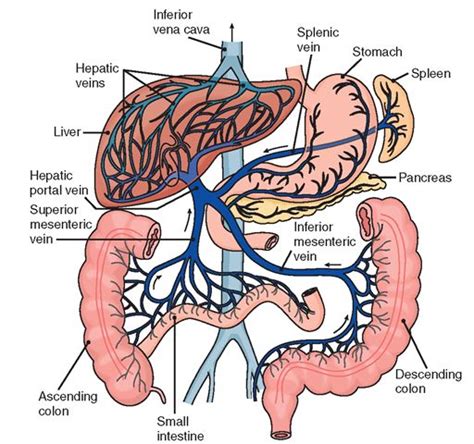 Hepatic Portal Circulation Flow Chart Labeled Diagram Of The Liver