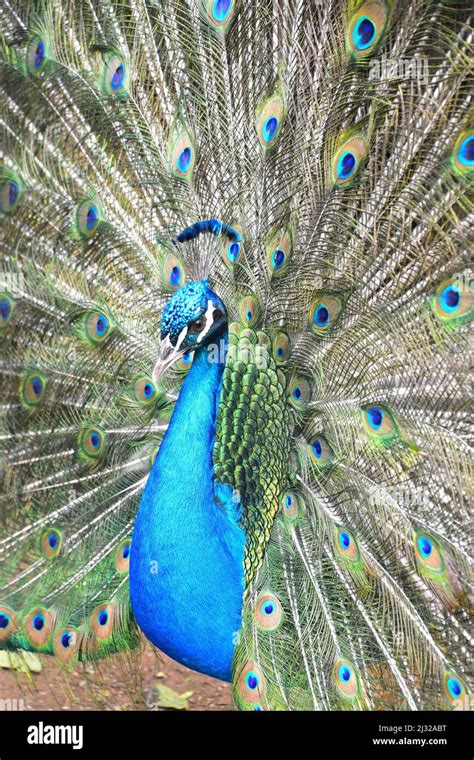 Peacock Displaying Train Stock Photo Alamy