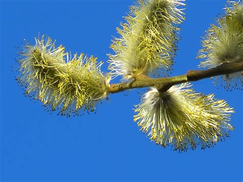 Catkin Inflorescence