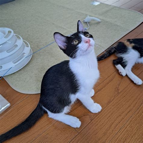 「まめくん生後約5ヶ月」群馬県 猫の里親募集466303 4枚目の画像 ペットのおうち【里親決定25万頭！】