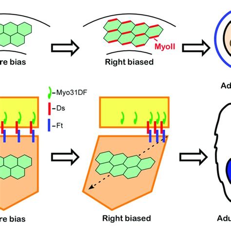 Pdf Cell Chirality Drives Left Right Asymmetric Morphogenesis