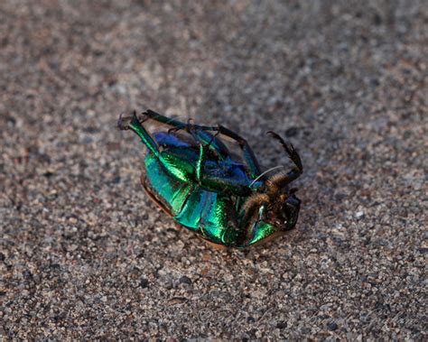 Green June Bug Archives Southwest Desert Gardeningsouthwest Desert
