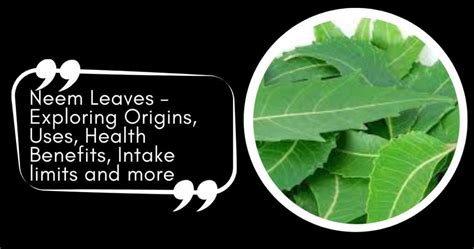Neem Leaves Exploring Origins Uses Health Benefits Intake Limits