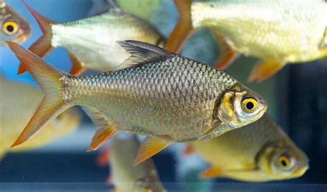 Pescaria Em Alto Mar Uma Pesca Cheia De Aventura E Emoção
