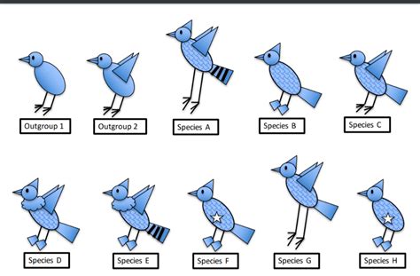 Solved Species C Species B Outgroup 1 Outgroup 2 Species A Chegg