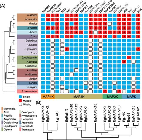 Distribution And Evolutionary Relationship Of Mapk Cascade Genes A