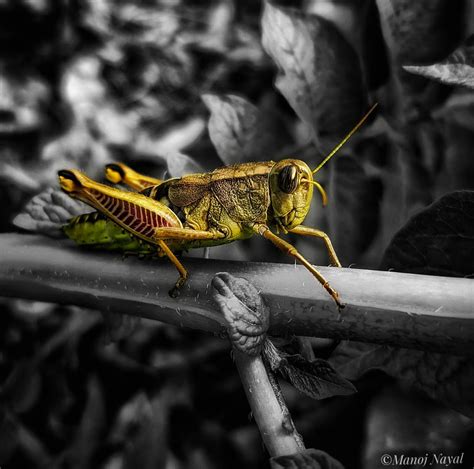 A Grasshopper One Plus 7 Pro Rmacrophotography