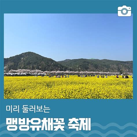 맹방 유채꽃 축제 미리 둘러보기 삼척 가볼만한곳 강원도 삼척시 웰로