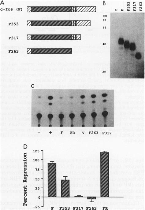 A Structures Of C Terminally Truncated Fos Mutants The Construction