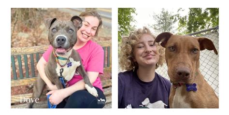 Baypath Humane Society On Linkedin Home Page