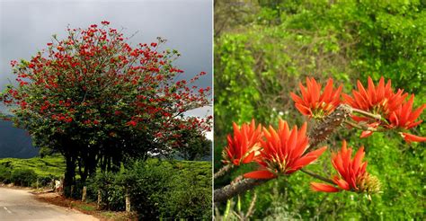 Common Names For Coral Trees At Greta Pickard Blog