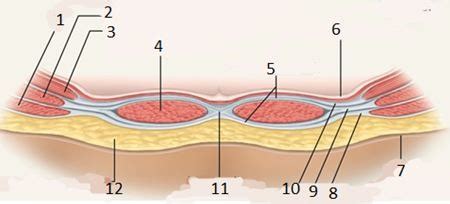 Diagram Of Rectus Sheath Anatomy Quizlet