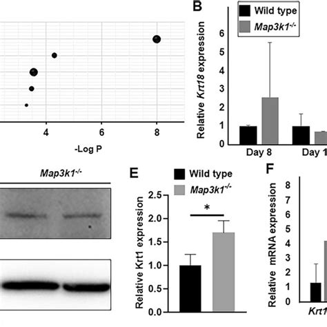 Map3k1 Loss Of Function Enhanced Suprabasal Differentiation A