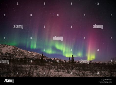Green And Pink Aurora Borealis Over The Alaska Range In Denali National