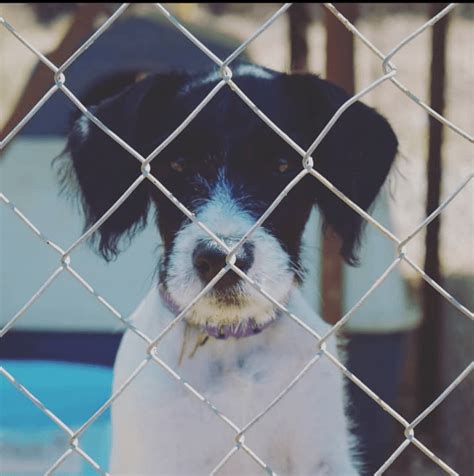 Requisitos Para Adoptar Una Mascota A Nivel Internacional Ontranslation