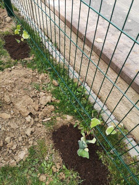 Clôture Grillage Lierre Grimpant Forum Jardinage