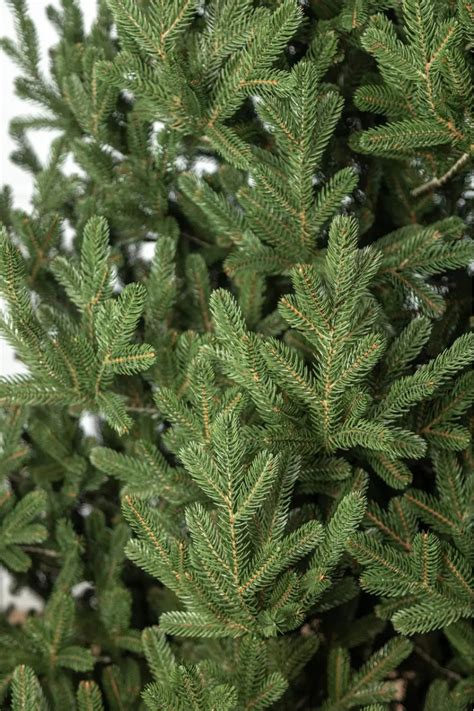 Ялинка лита штучна 2 1 м Віденська зелена фото відгуки характеристики в інтернет магазині