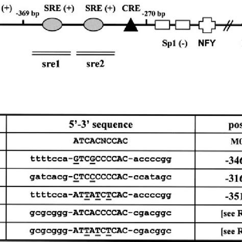Schematic Representation Of The Potential Transcription Factor Binding