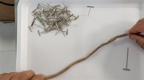 Worm Dissection 23 24 Class