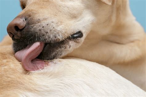 ¿por Qué Los Perros Se Lamen Los Genitales Wakyma
