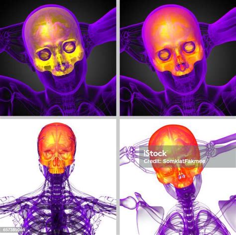 위 두개골의 3d 렌더링 의료 일러스트 2명에 대한 스톡 사진 및 기타 이미지 2명 3차원 형태 건강관리와 의술 Istock