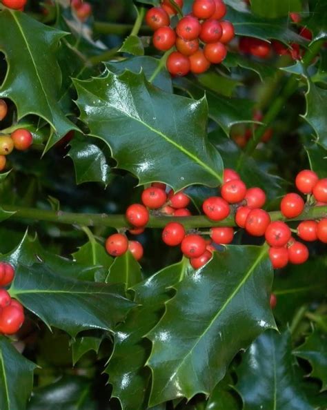 Why Planting These 20 Holly Trees Will Make Your Christmas Extra Magical Complete Gardening