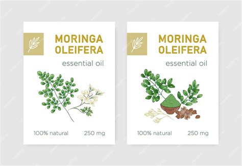 Miracle Tree 또는 Moringa Oleifera가 있는 레이블 번들 식물 요법에 사용되는 식용 초본 식물이 있는